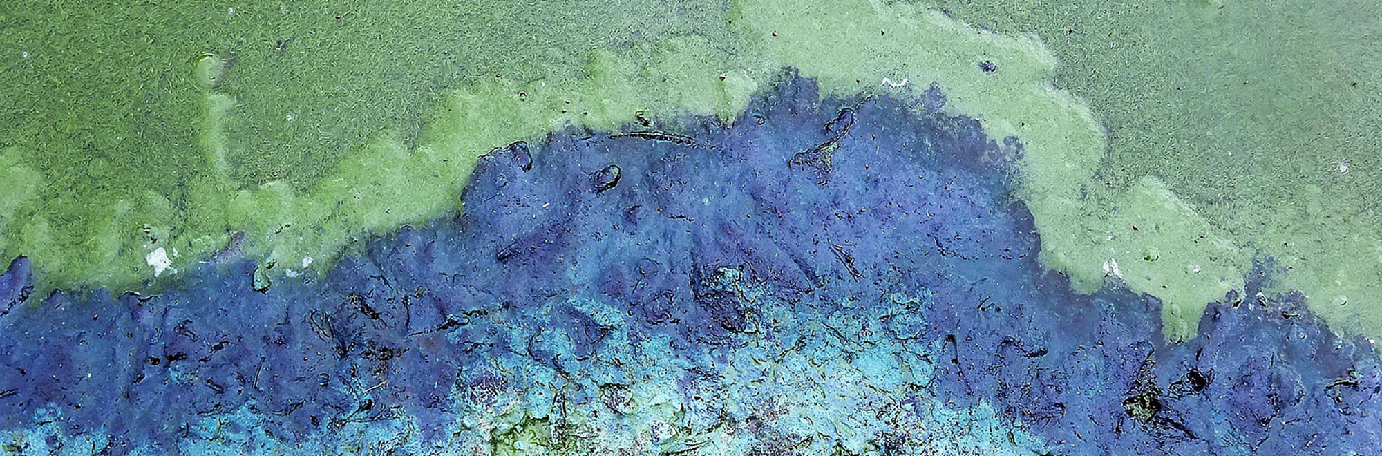 Lopez Lab @ NSU – Molecular Microbiology & Genomics