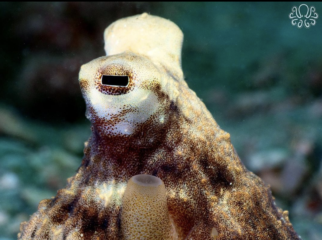 New paper on Octopus microbiome paper by Chelsea Bennice et al. – Lopez ...