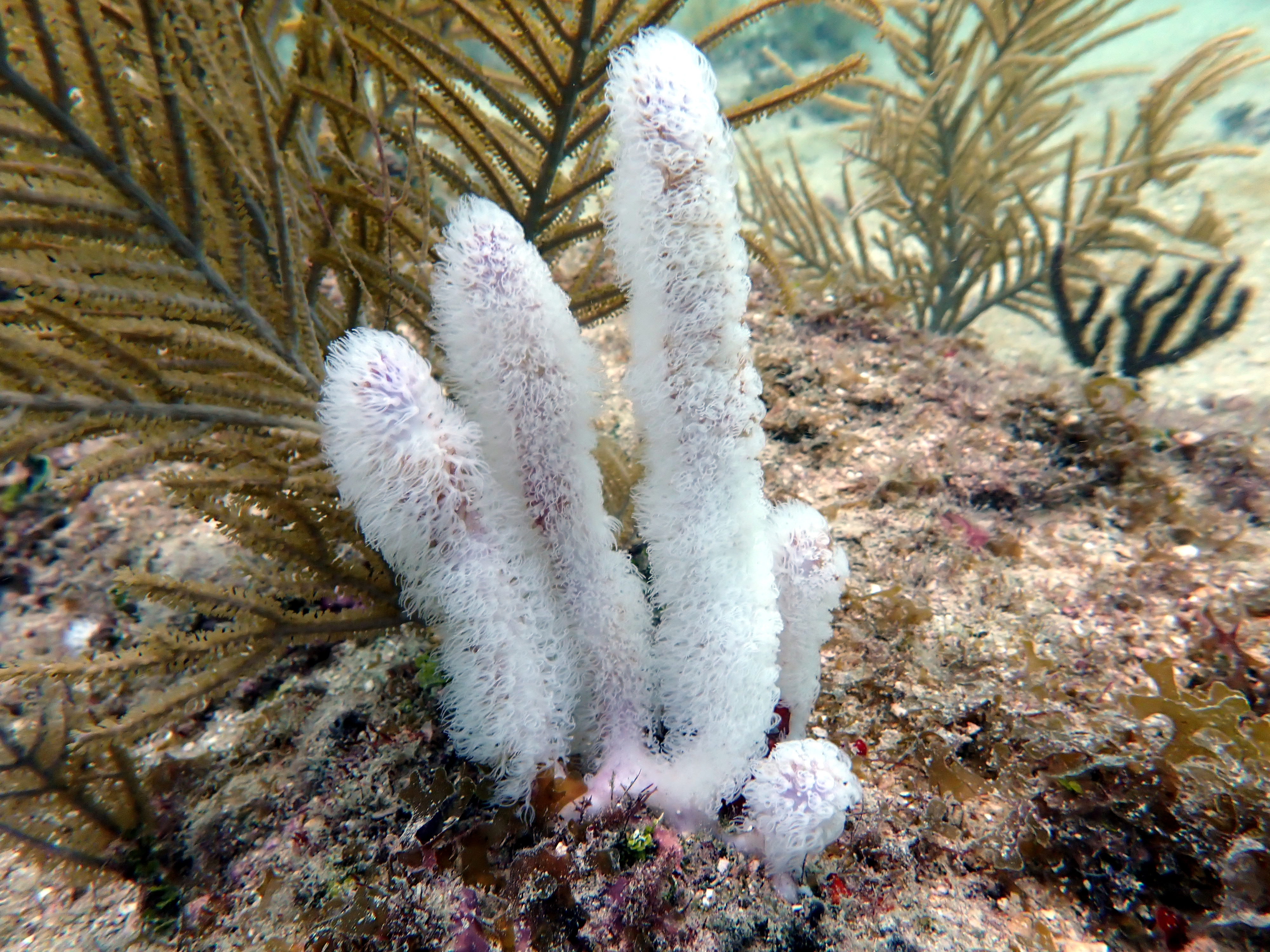 Octocoral bleaching on local S. Florida reefs is consistent with ...